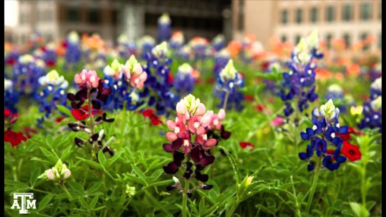 Maroon Bluebonnets at tu - YouTube