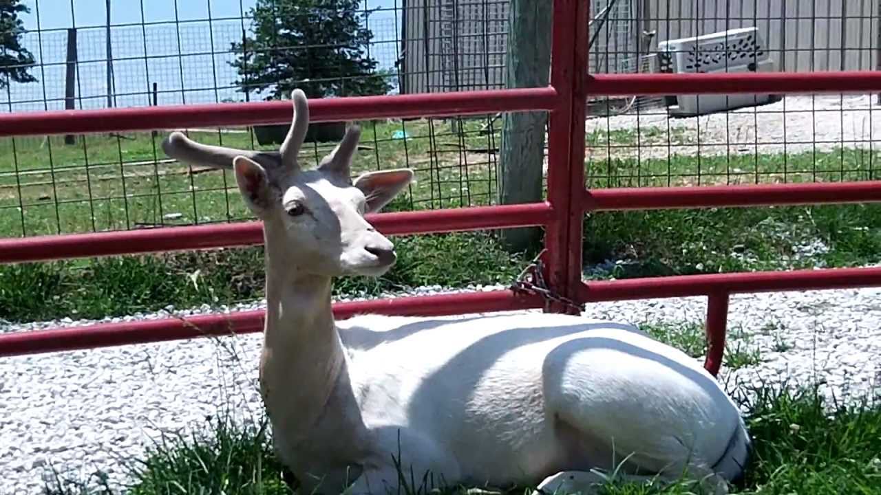 Pet Reindeer! - YouTube