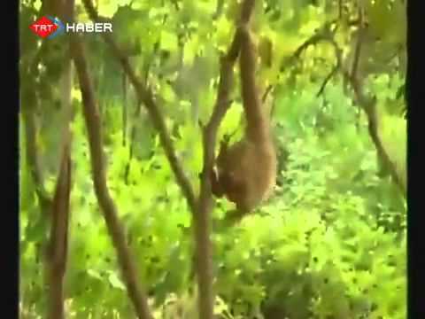 Maymun, kaplanlarla dalga geçerse! Havyanlar alemi izle