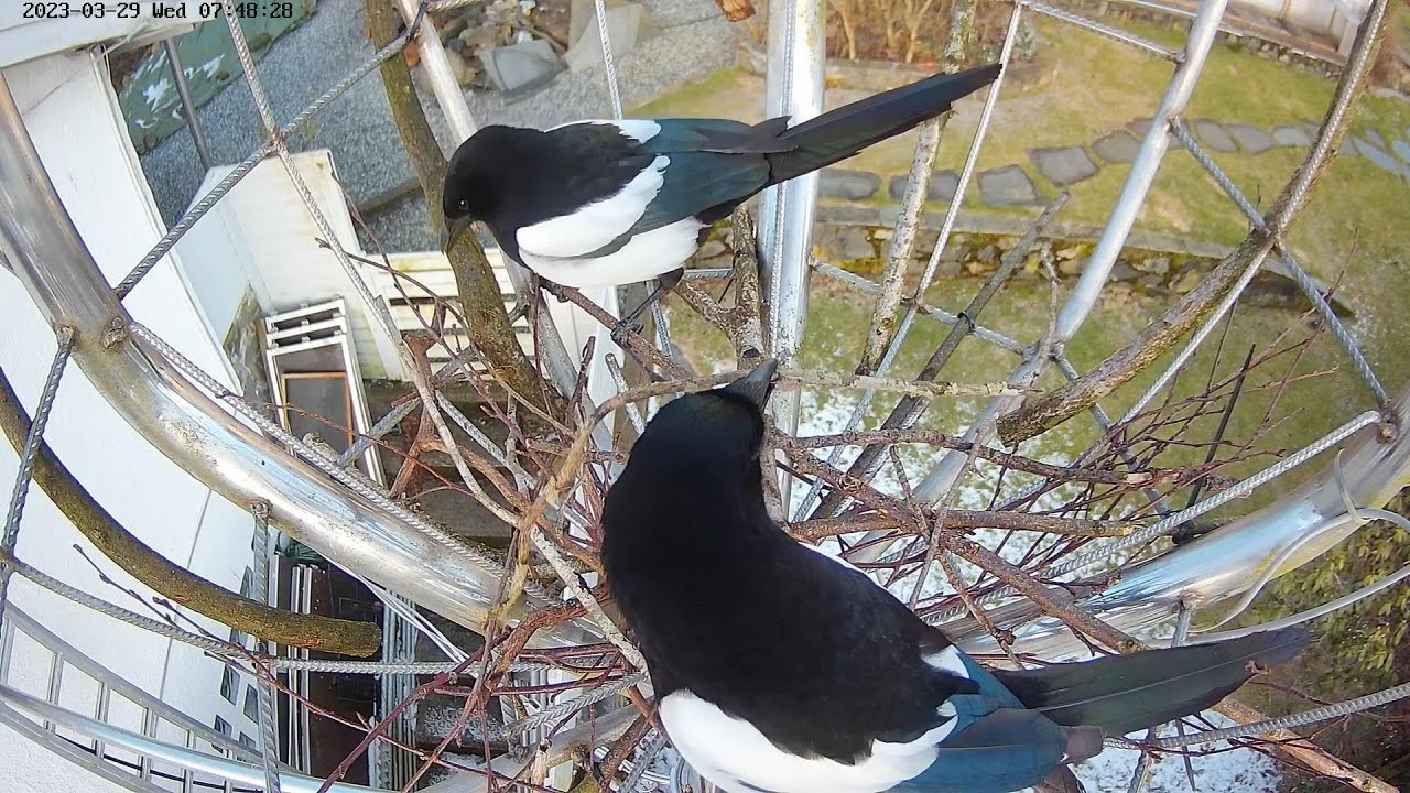230329 magpies, stranger couple visits the nest - YouTube