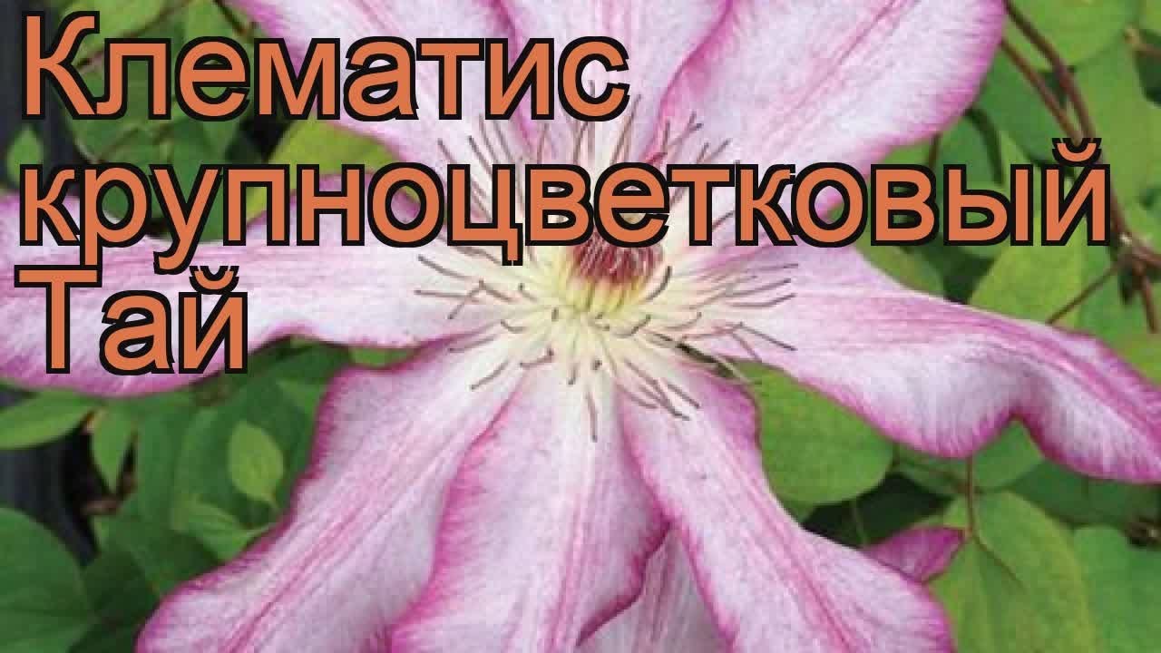 Клематис крупноцветковый Тай (clematis tae tae) 🌿 Тай обзор: как сажать ...