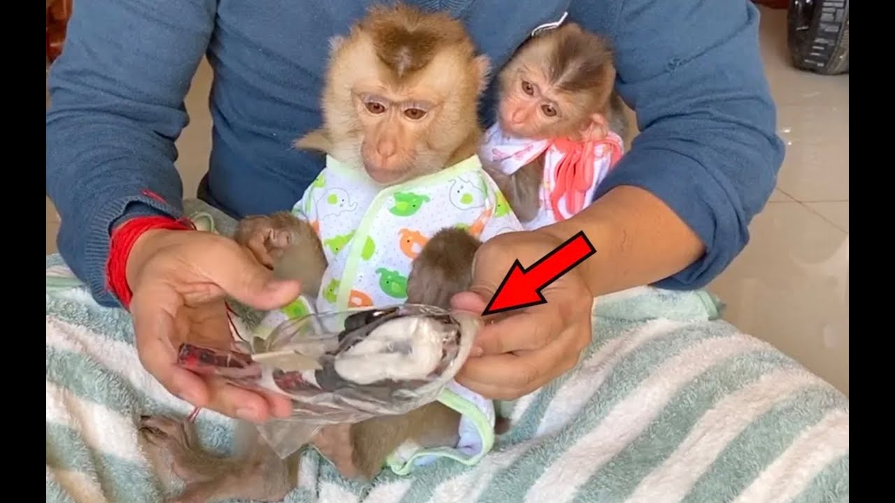 Baby Monkey DouDou Very Like To Eat Jelly With Strawberry - YouTube