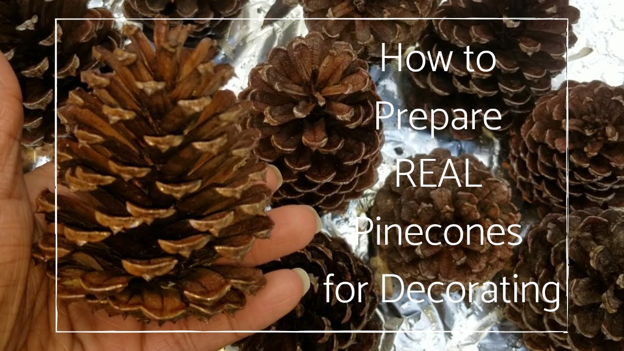 How to Prepare REAL Pinecones for Decorating - YouTube