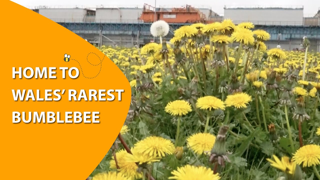 Protecting one of the UK's rarest bumblebees - YouTube
