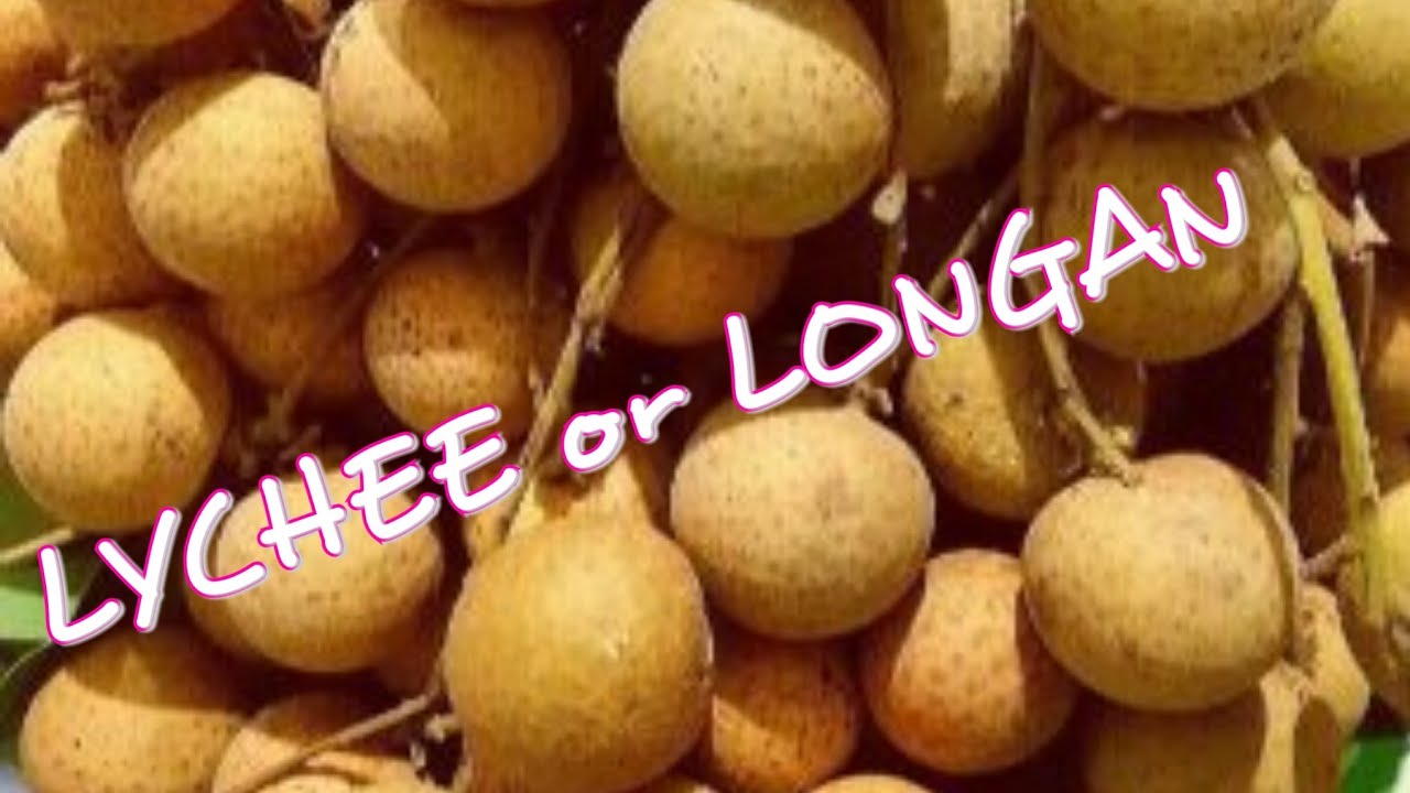 Longan Fruit so Sweet Delicious/SamExpo Tv - YouTube