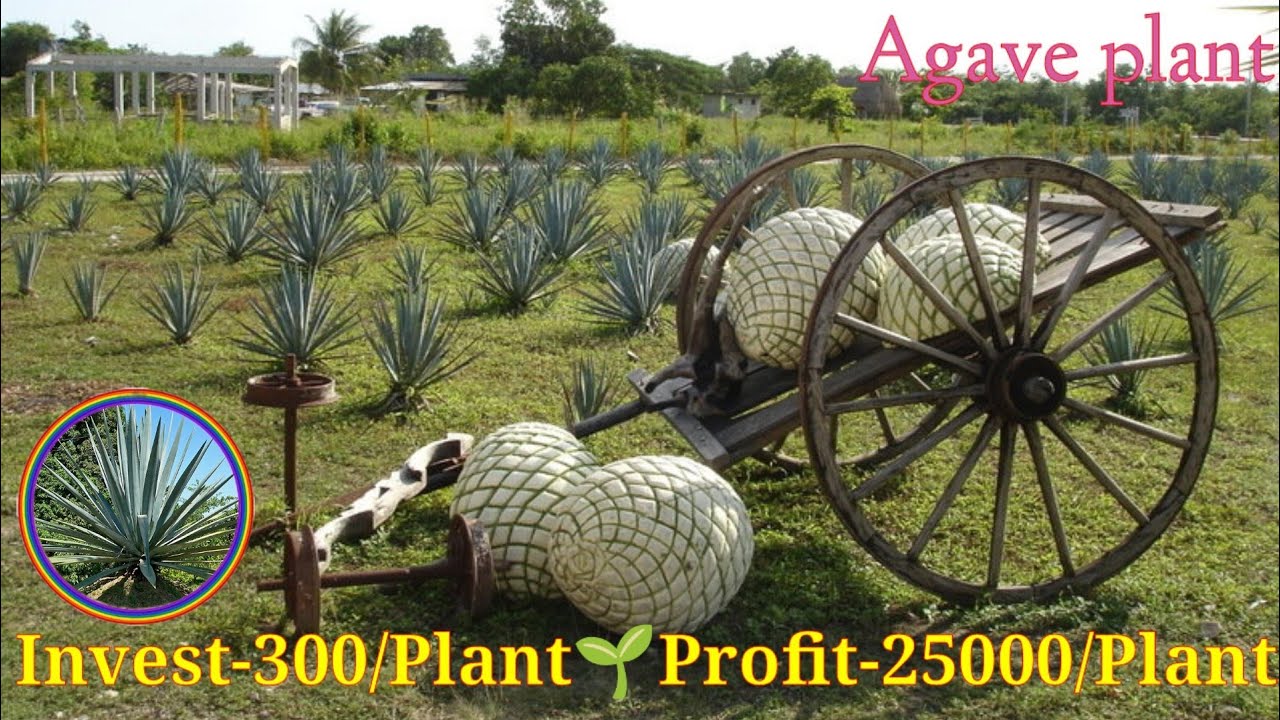 #Agave plant ! Agave plant farming in west bengal. আগাভা চাষ পদ্ধতি ...