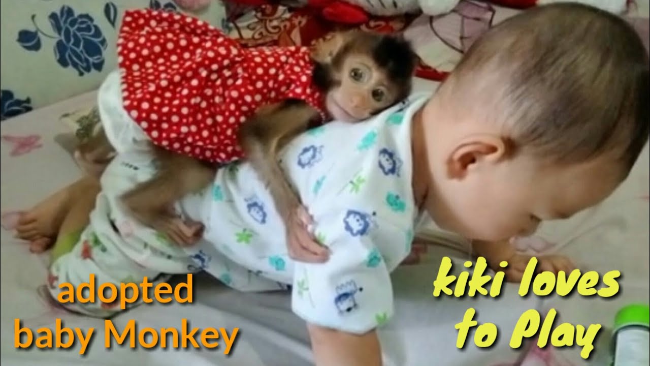 why i adopted baby Monkey having fun playing with kiki #kiki animal # ...