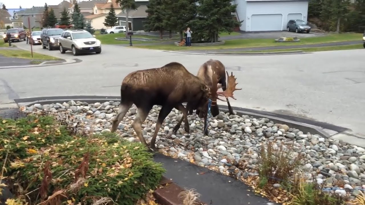 Moose fights middle of the road blocking the traffic - YouTube