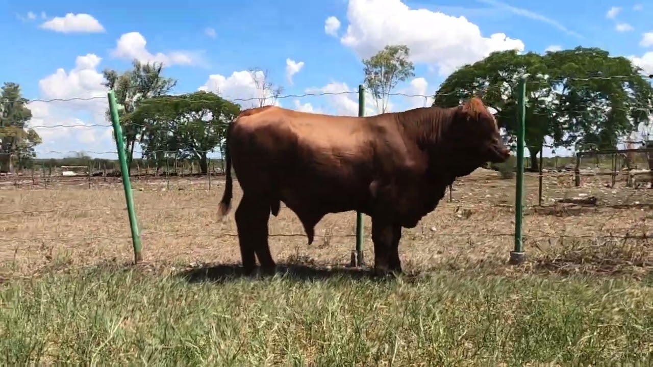 185 H 7 - Toro Brangus Rojo Semental del Rancho Los Nogales - YouTube