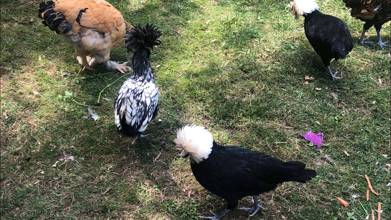 Chicken and bees update - YouTube