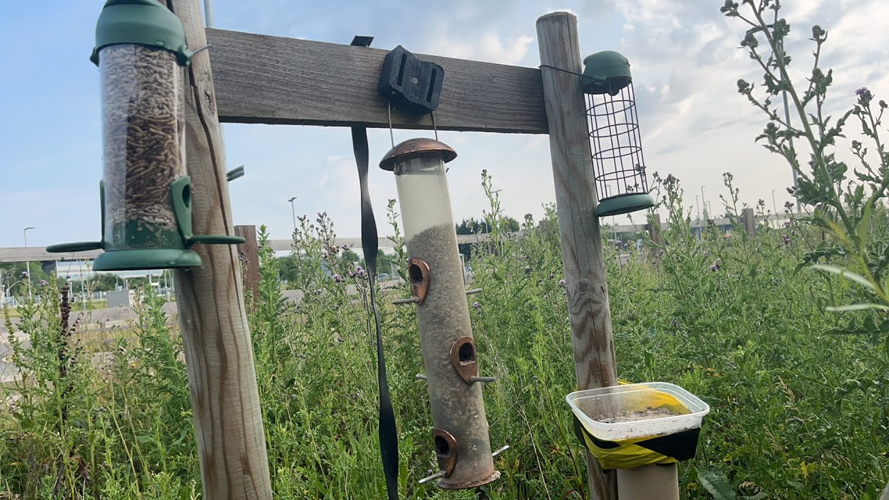 Wildbirds UK is going live - Live Cam Bird Feeder | Sparrows, Great Tit ...