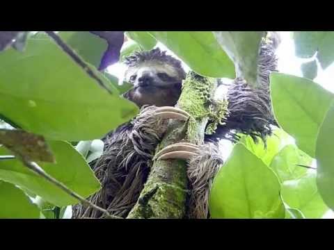 Dramatic Three Toed Sloth Rescue in Costa Rica - YouTube