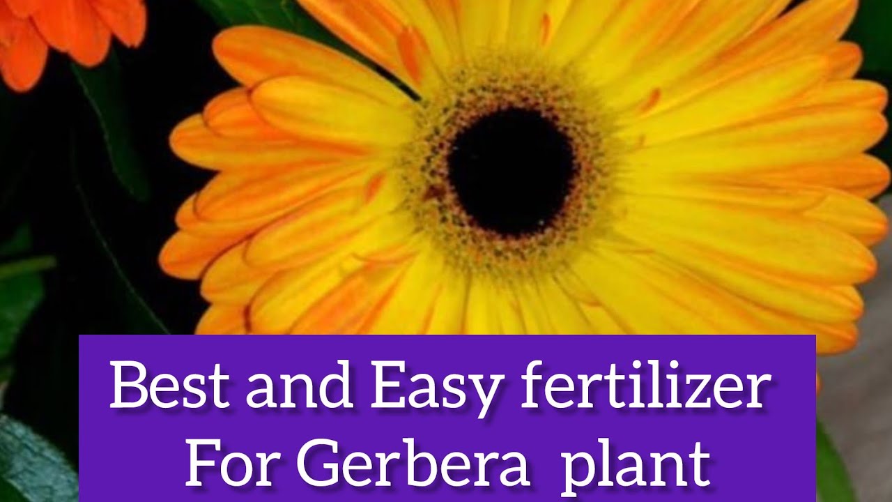 Best and Easy fertilizer for Gerbera Plant 🏵🪴 #Gerbera #trending #video ...