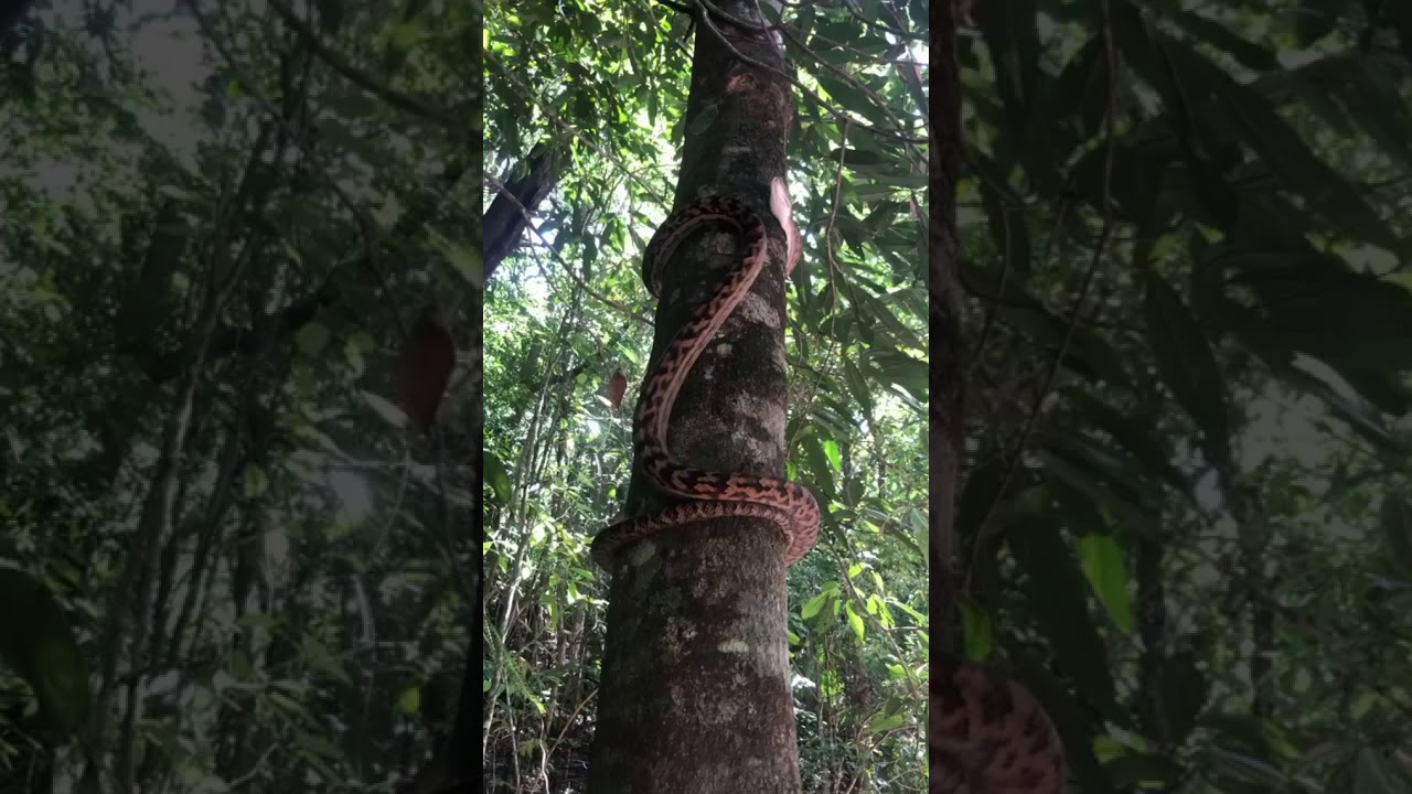 Concertina Movement In Snakes at James Saavedra blog