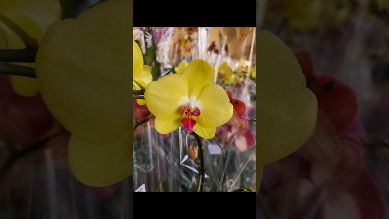 Orchids everywhere! #traderjoes #traderjoesflowers #garden - YouTube