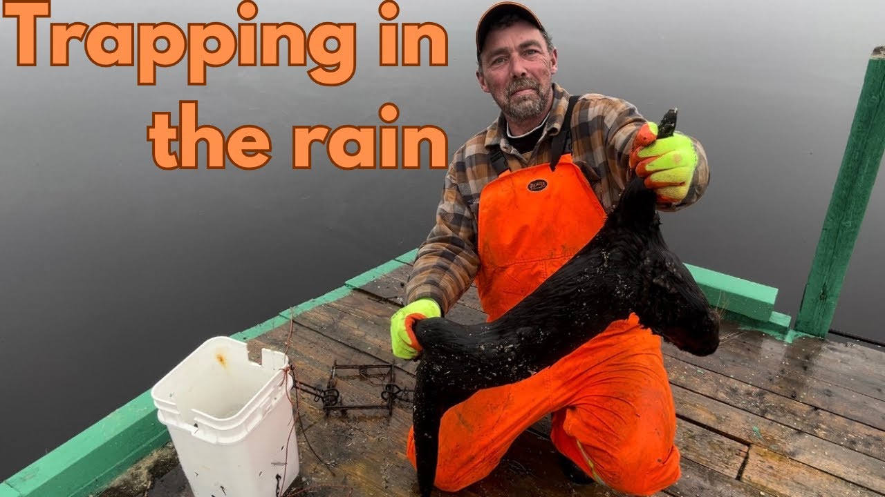 Checking traps in the rain - YouTube