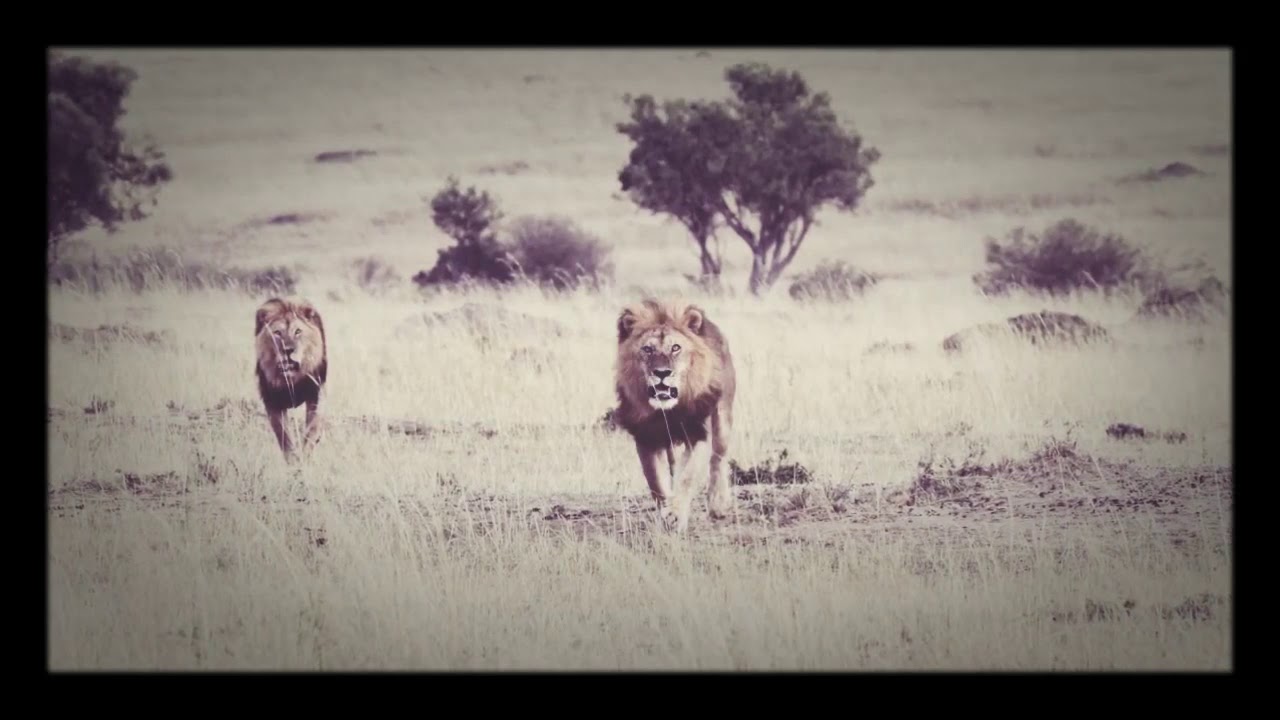 RISE AND FALL OF NOTCH COALITION -THE KINGS OF MASAI MARA THE NOTCH ...