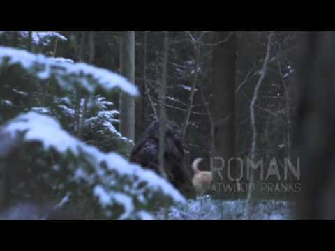 Ayı saldırısı şakası !!