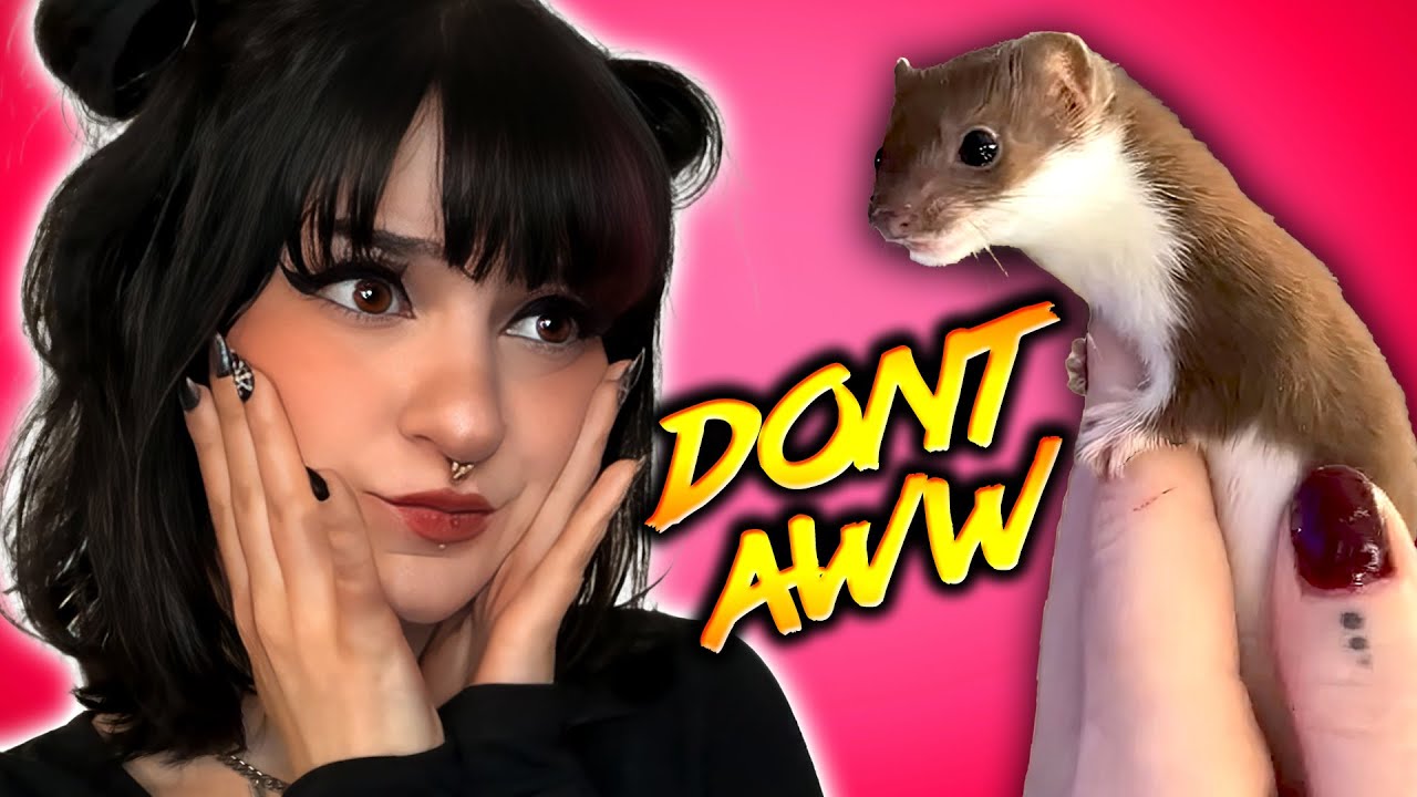 I wanna see your WEASEL | Try not to AWW | 39 - YouTube