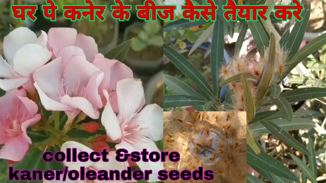 How to collect and store Oleander/kaner seed|कनेर के बीज कैसे इकट्ठा ...