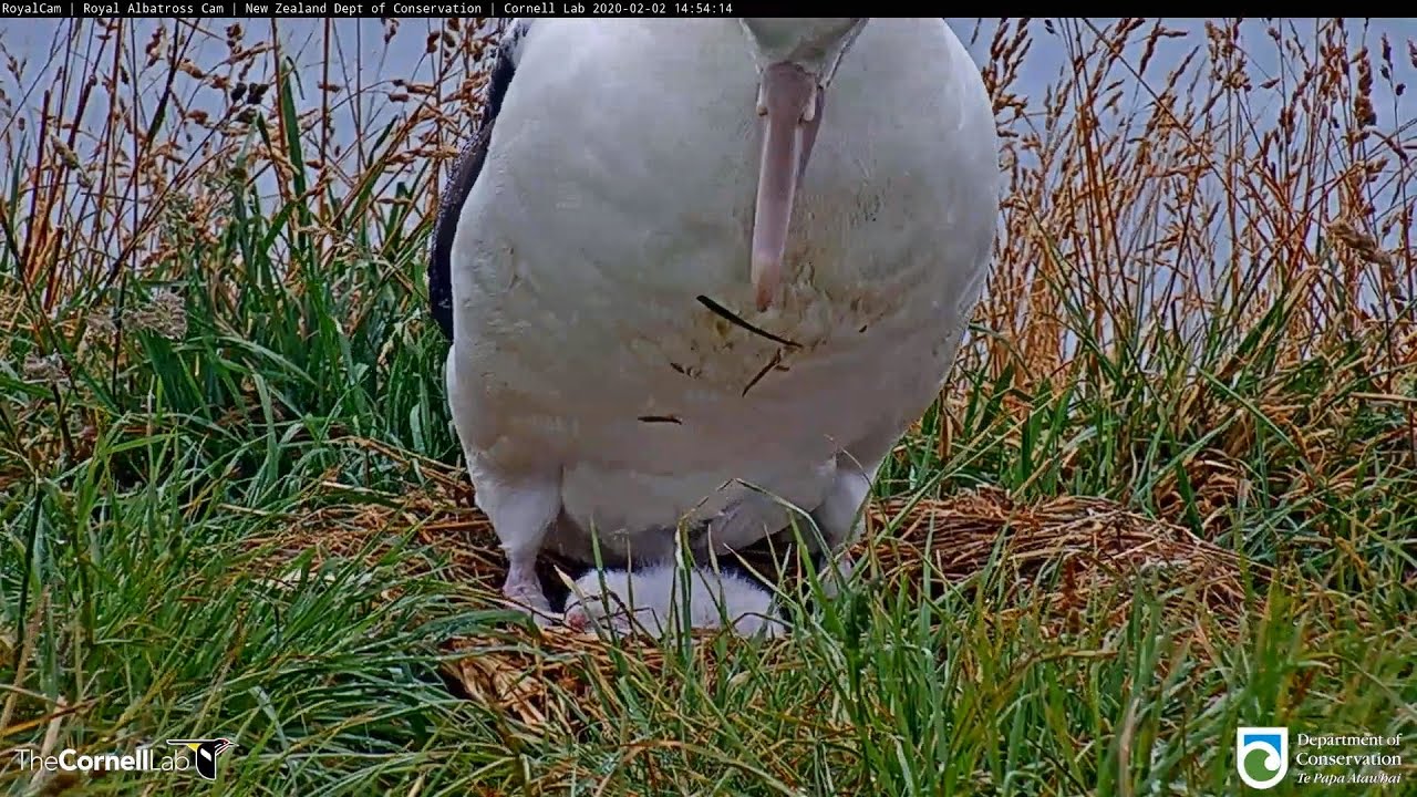 200202 Live Royal Albatross Cam - 小雞便便 Chick poop - YouTube