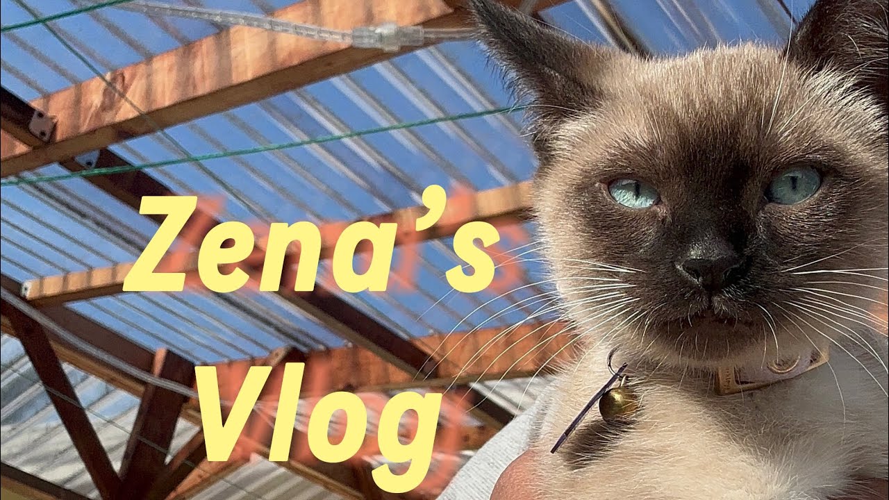 Zena’s afternoon walk with dad in the garden and the house @Zenacat439 ...