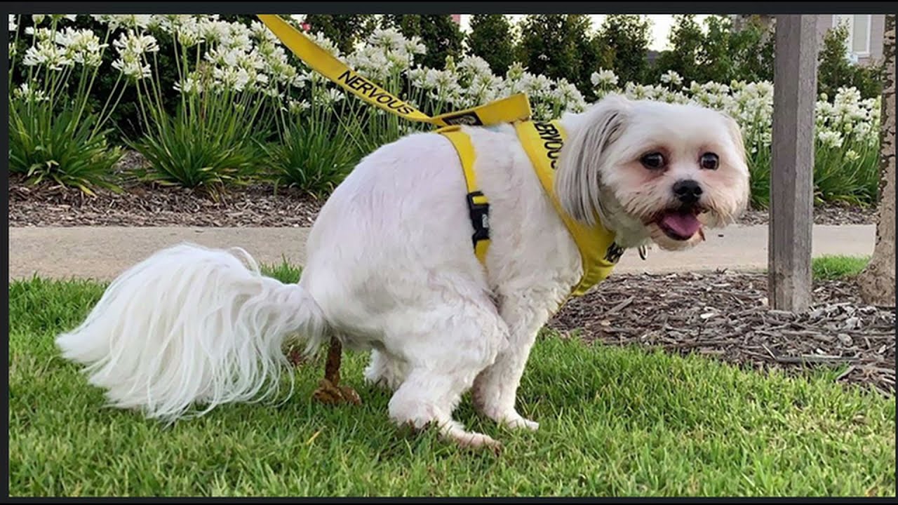 When th poo is sus v2 - YouTube