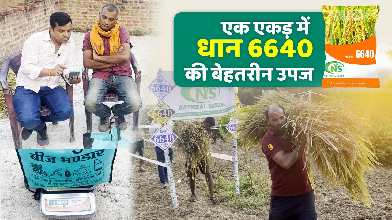 1 एकड़ में धान 6640 की बेहतरीन उपज | National Seeds Paddy 6640 - YouTube