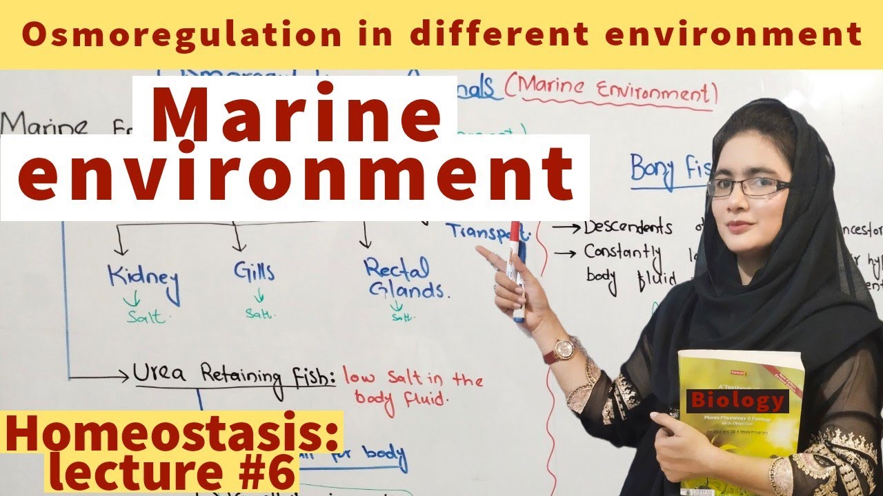 Osmoregulation in Different Environments | MARINE ENVIRONMENT | HOMEOSTASIS - YouTube