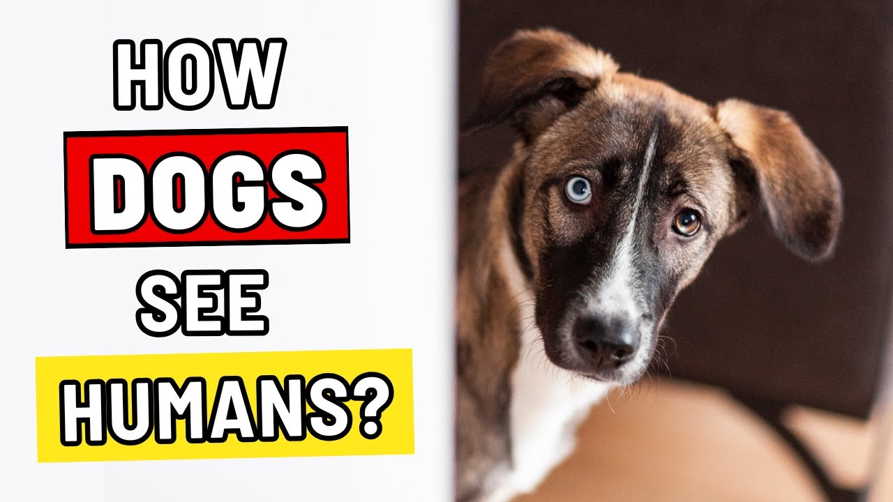 Do Dogs Think Humans Are Dogs Too? - YouTube