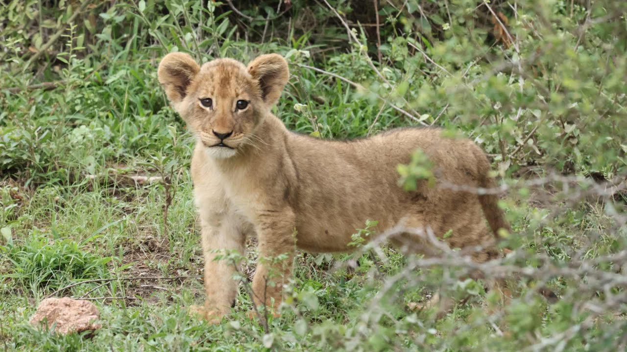 Pure lion cub sweetness - captured in the Kruger National Park - YouTube