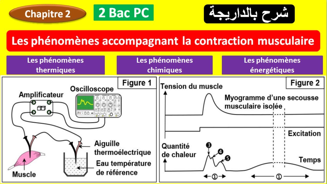 Les phénomènes accompagnant la contraction musculaire 2 bac pc BIOF ...
