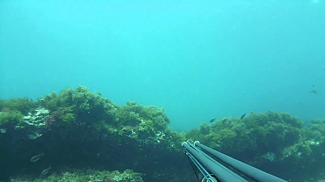 Pesca sub spearfishing: sarago pizzuto 600gr - Midland XTC200 - YouTube