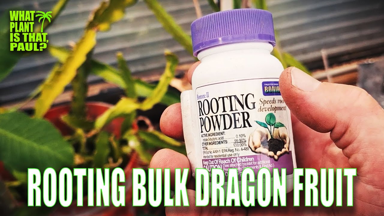 ROOTING BULK DRAGON FRUIT CUTTINGS QUICKLY / 50 YARD DRAGON FRUIT ...