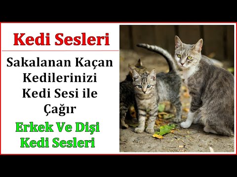 Kedi Çağıran Gerçek Kedi Sesleri (Dişi ve Erkek)