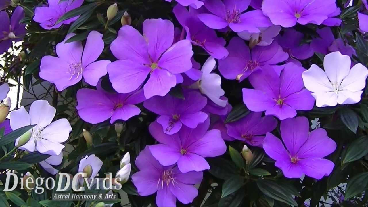 Tibouchina mutabilis (Melastomataceae) Manacá-da-serra - YouTube