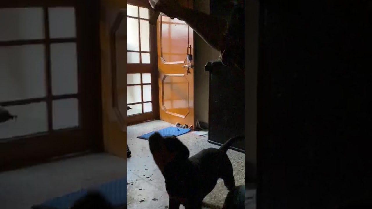 Ghost jumping session - YouTube