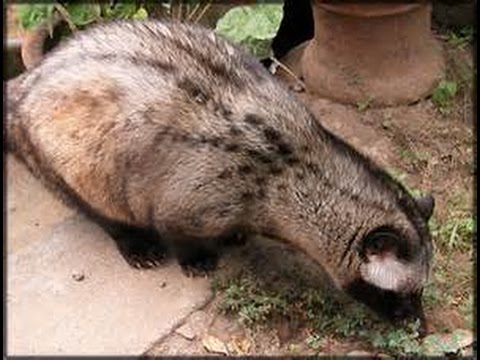 Komunitas Pencinta Luak / Musang Kota Cilacap, Alun Alun cilacap