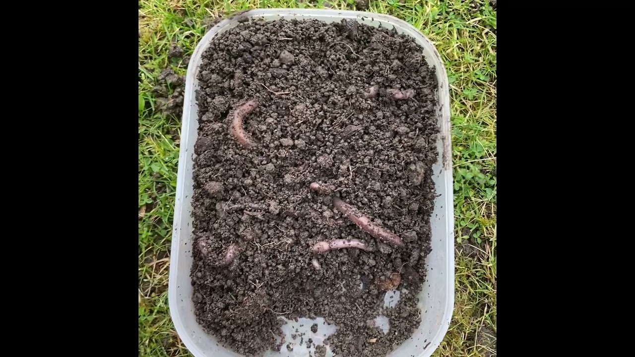 How To Catch Lobworms During The Day Without Digging - YouTube