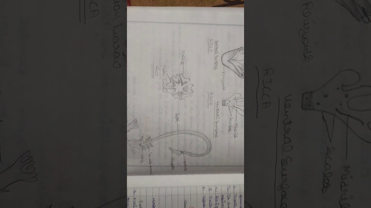 Class 11 Biology pratical file Cbse - YouTube