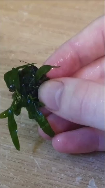 Java Fern Propagation Explained 🍃 | The Goldfish Tank - YouTube