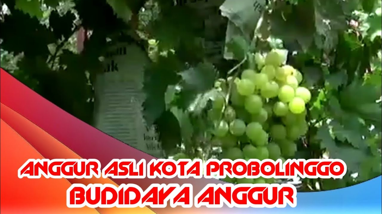 BUDIDAYA ANGGUR MANGGA // Anggota DPRD Kota Probolinggo ...
