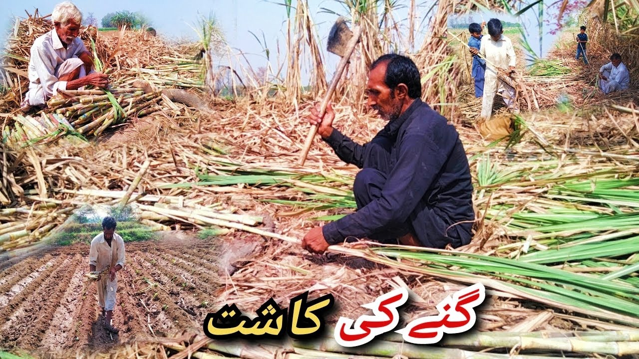 Sugarcane Planting Methods | Sugarcane Farming / Sugarcane Cultivation ...