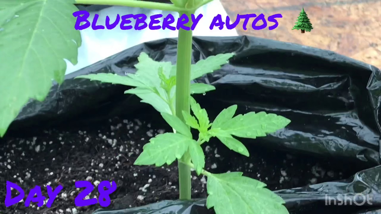 Blueberry Autoflower week 4 - YouTube
