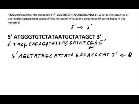reverse complement - YouTube