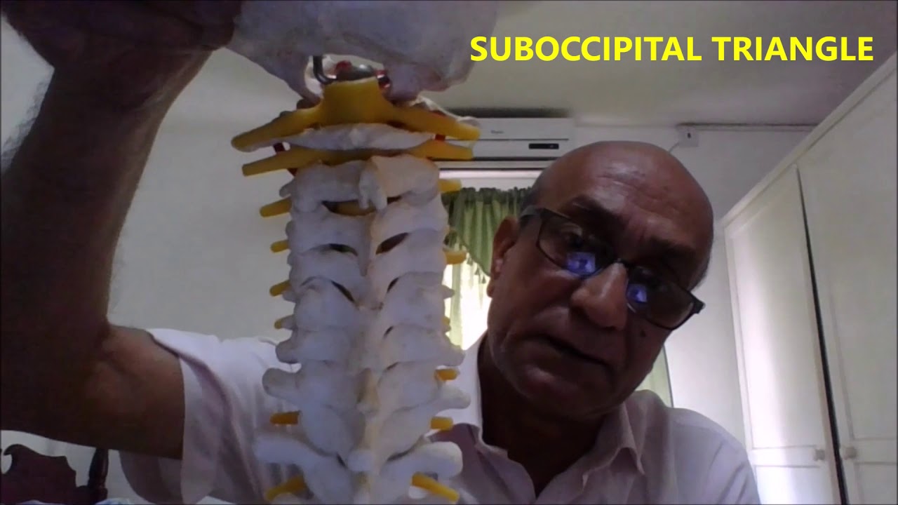 VERTEBRAL ARTERY SUBOCCIPITAL TRIANGLE TRANSVERSE FORAMEN and Clinical ...