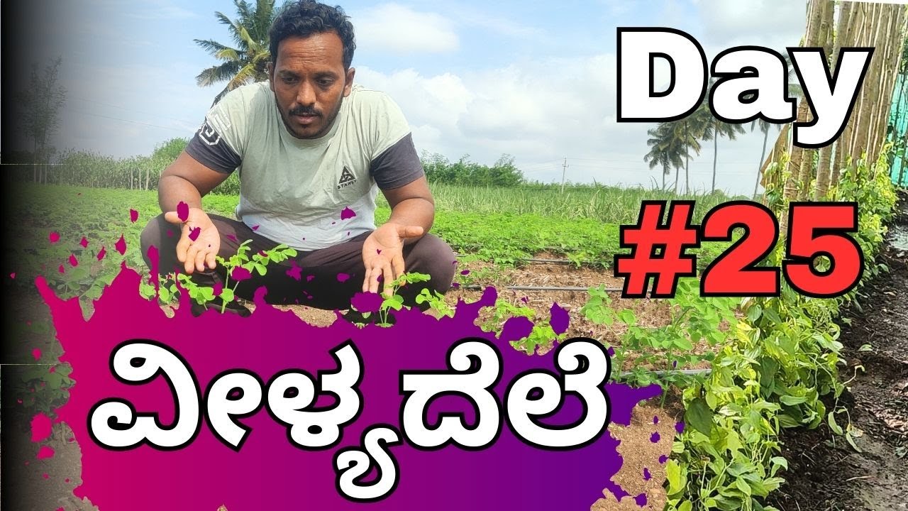 Betel Leaf Farming: What Happens in the First 25 Days? #betelleaf # ...