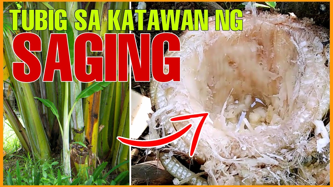 TUBIG SA KATAWAN NG SAGING ISANG MABISANG HALAMANG GAMOT | Bhes Tv ...