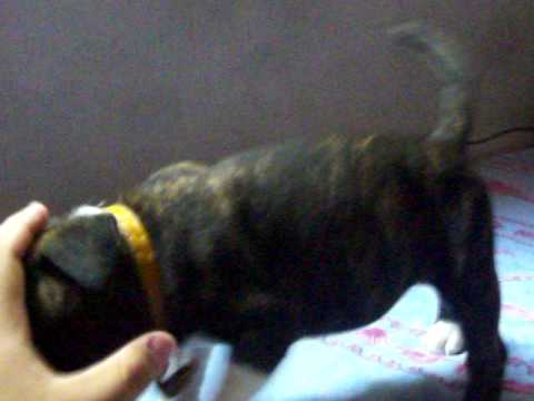 american pit bull AKUMA 39DIAS - YouTube