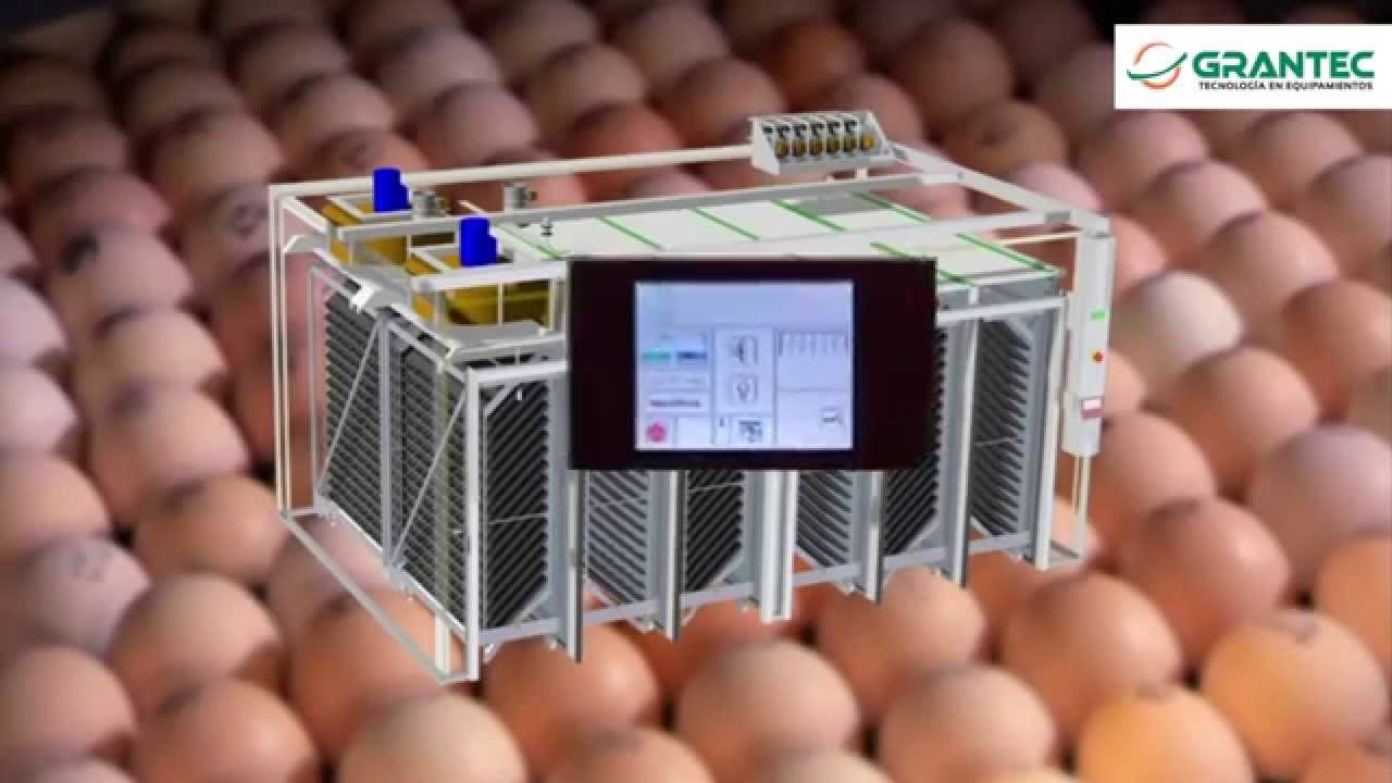 Tecnología en Incubación - Hatchtech Technology - YouTube